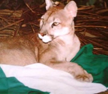 "Crítica Política": La Nación Camba (440 años de historia)